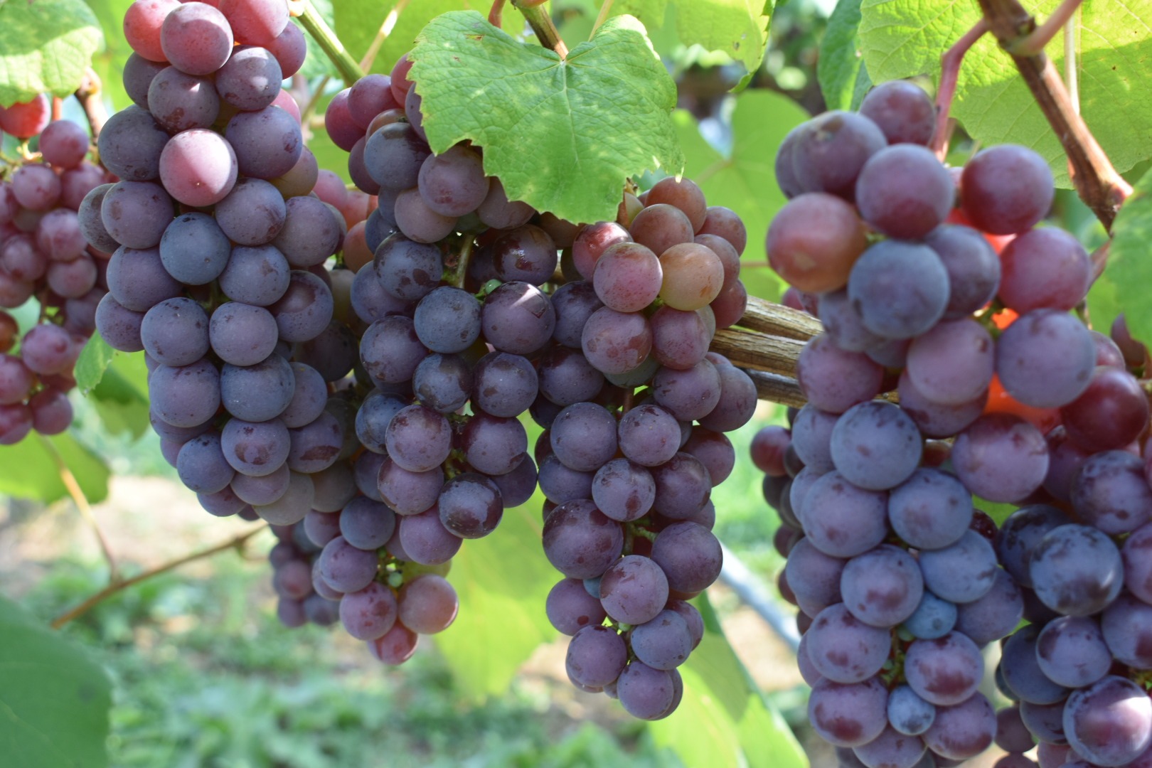 ワイン醸造家が作る至高のぶどうジュース「スリーファーム」青森弘前市 - WeeeeKS - ウィークス