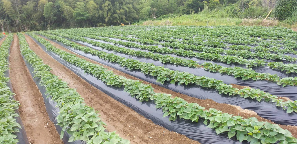 九州シモン本舗 - WeeeeKS - ウィークス