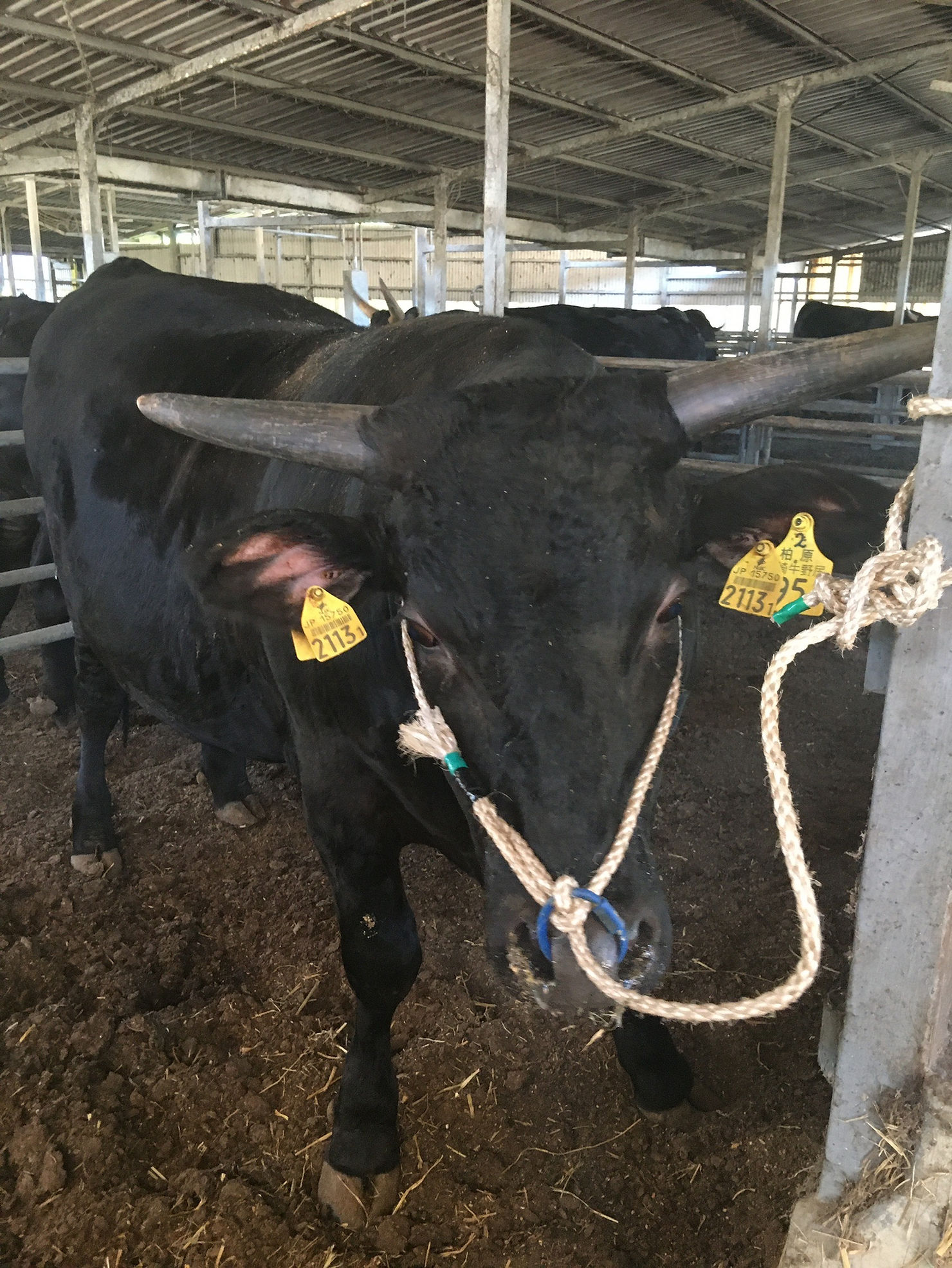 OCT268 - WeeeeKS - ウィークス