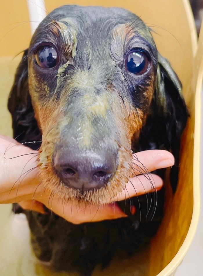 ワンちゃんと1対1で向き合う「Dog Salon Manon」基山町 - WeeeeKS - ウィークス