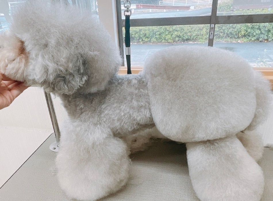 ワンちゃんと1対1で向き合う「Dog Salon Manon」基山町 - WeeeeKS - ウィークス