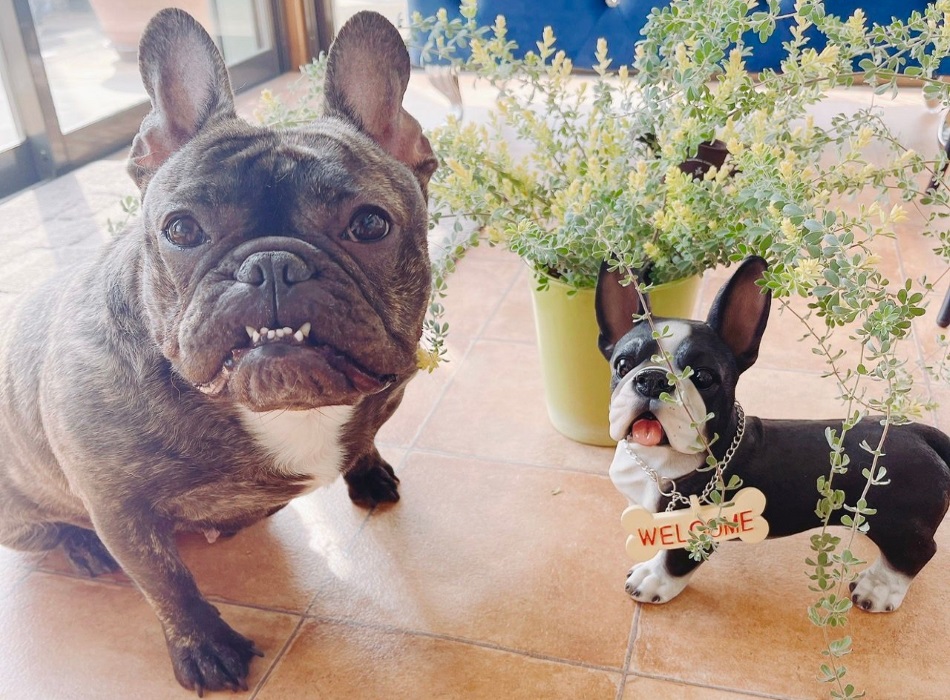 ワンちゃんと1対1で向き合う「Dog Salon Manon」基山町 - WeeeeKS - ウィークス