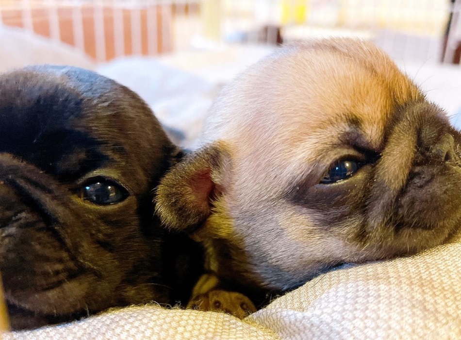 ワンちゃんと1対1で向き合う「Dog Salon Manon」基山町 - WeeeeKS - ウィークス