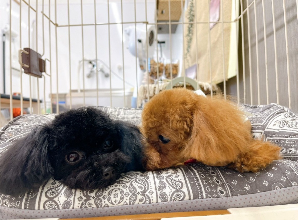 ワンちゃんと1対1で向き合う「Dog Salon Manon」基山町 - WeeeeKS - ウィークス