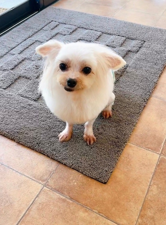 ワンちゃんと1対1で向き合う「Dog Salon Manon」基山町 - WeeeeKS - ウィークス