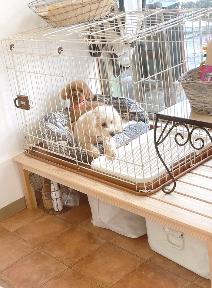 ワンちゃんと1対1で向き合う「Dog Salon Manon」基山町 - WeeeeKS - ウィークス