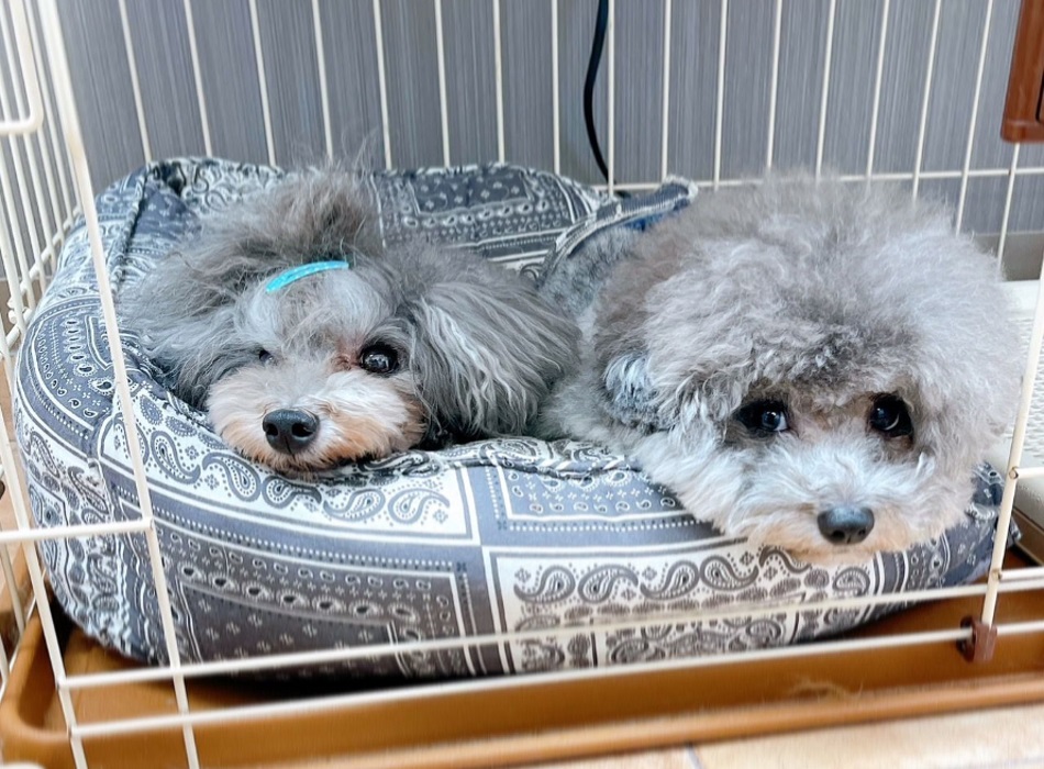 ワンちゃんと1対1で向き合う「Dog Salon Manon」基山町 - WeeeeKS - ウィークス