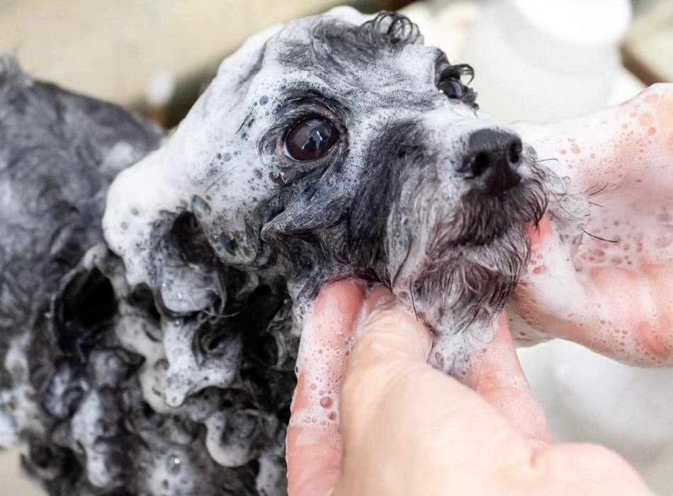ワンちゃんと1対1で向き合う「Dog Salon Manon」基山町 - WeeeeKS - ウィークス