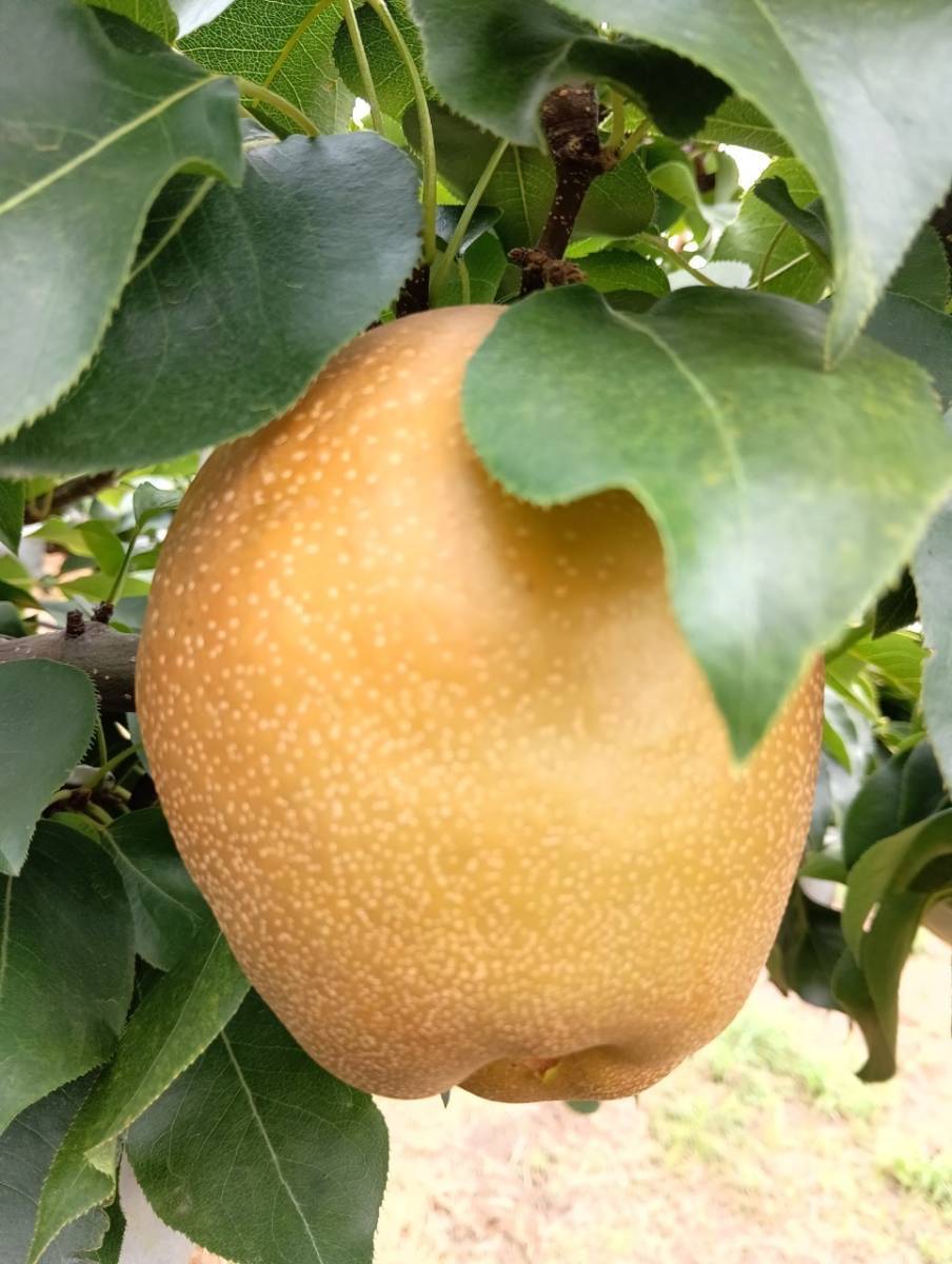 梨やぶどう、桃の味に自信あり！福岡県筑後市の直売所「角農園」 - WeeeeKS - ウィークス